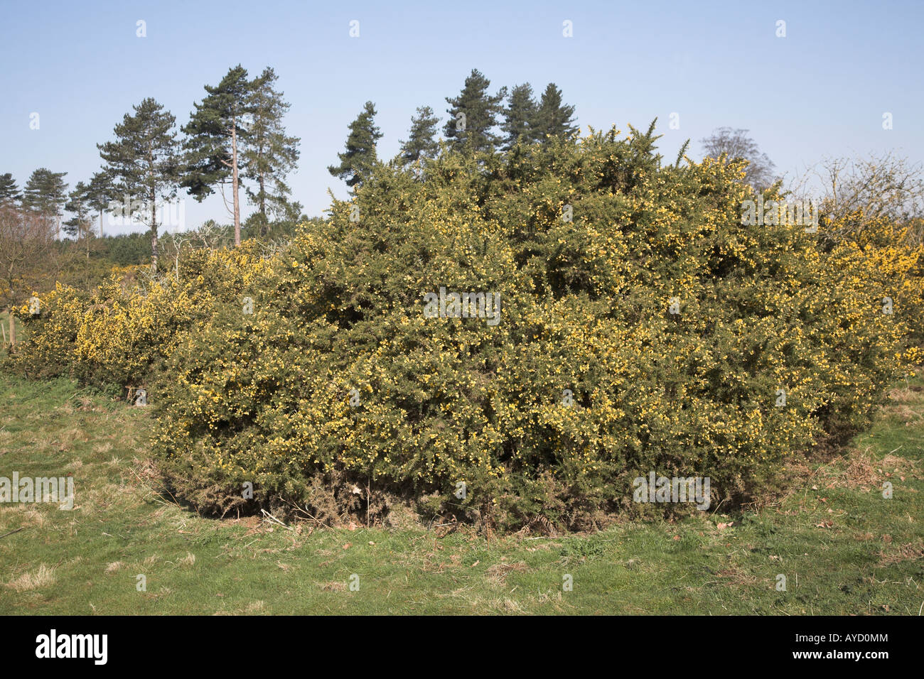 Heathland vegetation suffolk sandlings hi-res stock photography and ...