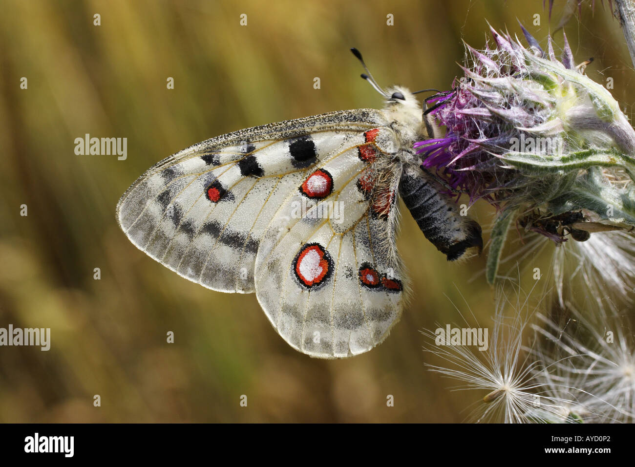 Apollofalter, Parnassius apollo Stock Photo - Alamy