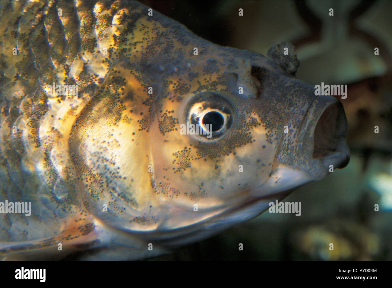 Goldfish, Carassius, auratus, freshwater, fish, Ciprinidae Stock Photo ...