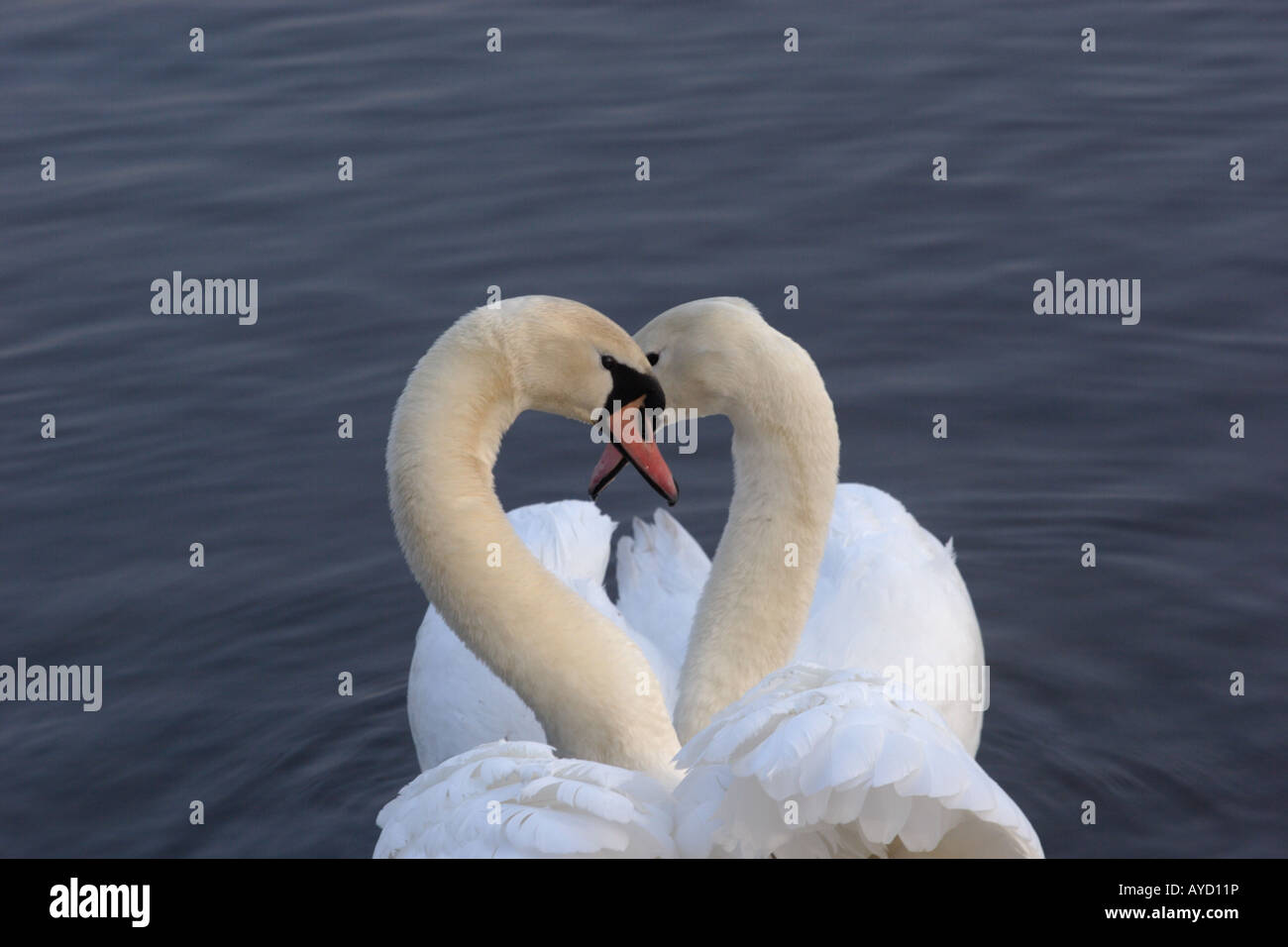 Swans heart shape hi-res stock photography and images - Alamy