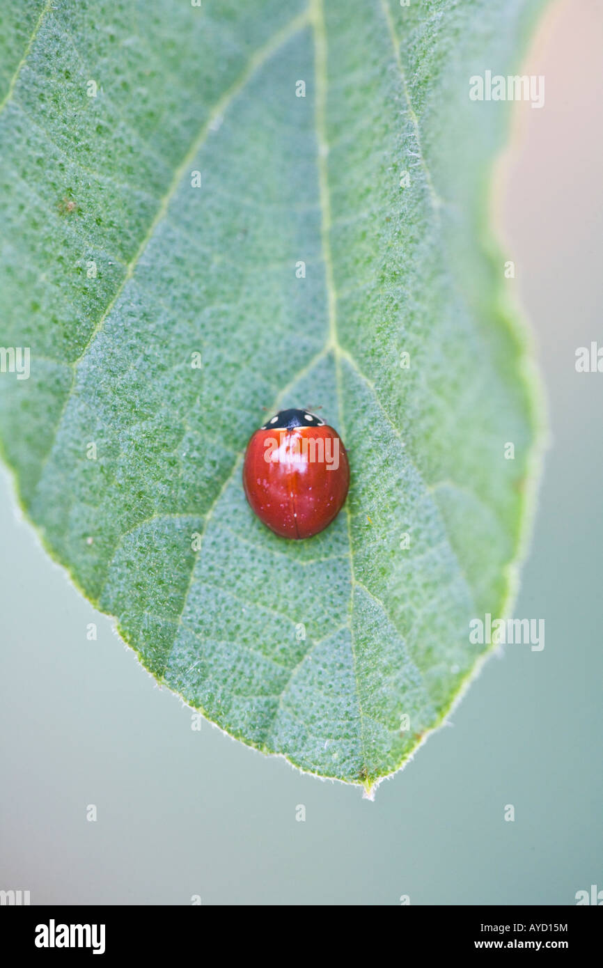 Zero spotted red ladybird on a green leaf in the salt flats of Isabela ...