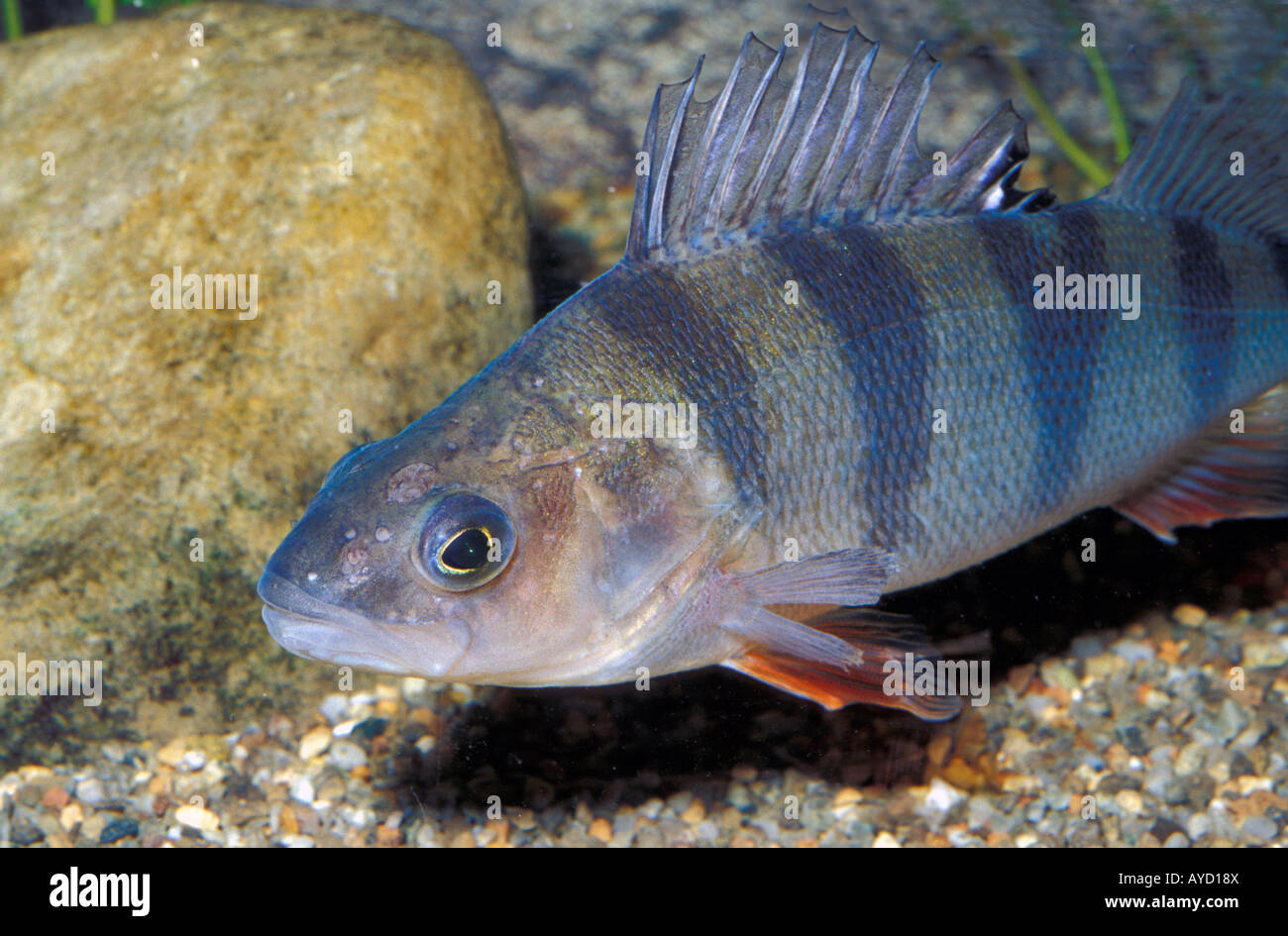 Perca fluvialitis hi-res stock photography and images - Alamy