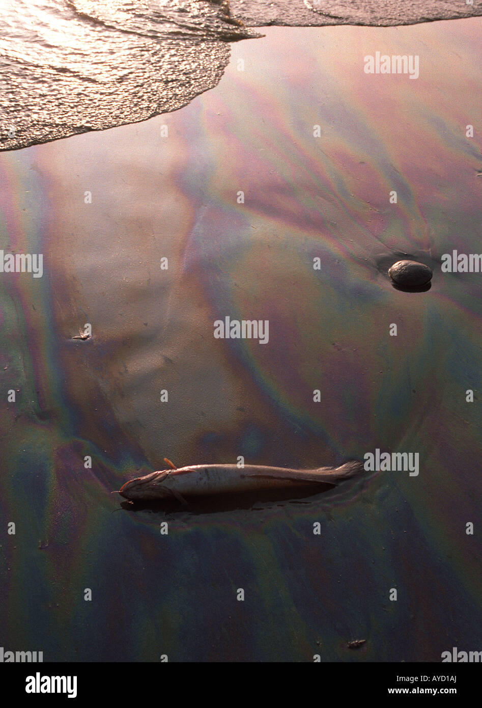 Sad seascape rainbow trout hi-res stock photography and images - Alamy