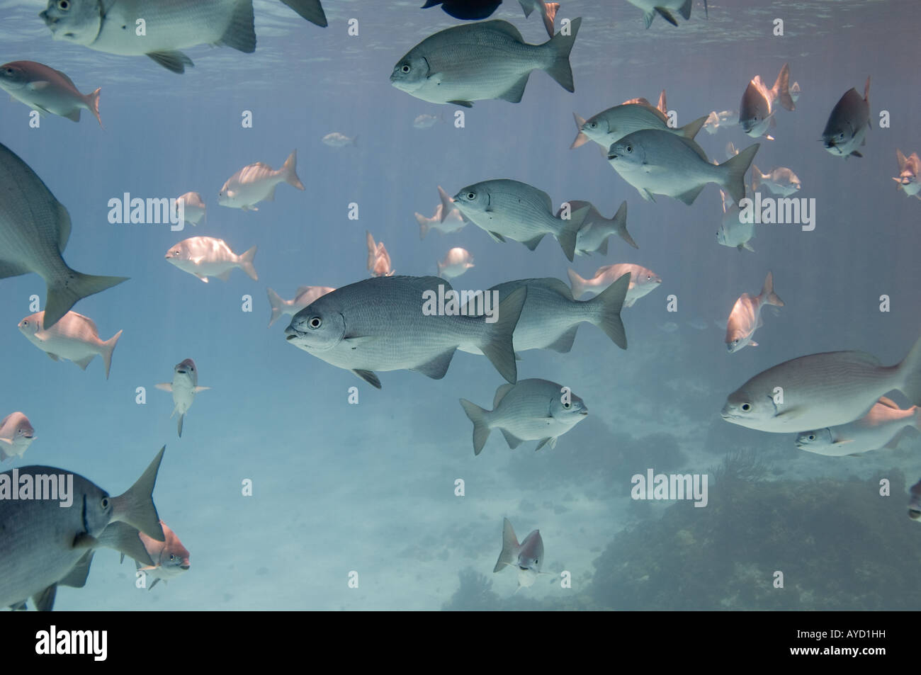 Bermuda chub fish hi-res stock photography and images - Alamy