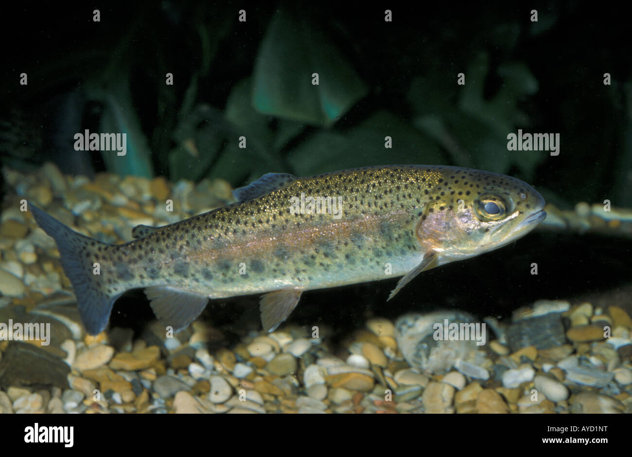 Italy Fishes Roberto Nistri High Resolution Stock Photography and ...