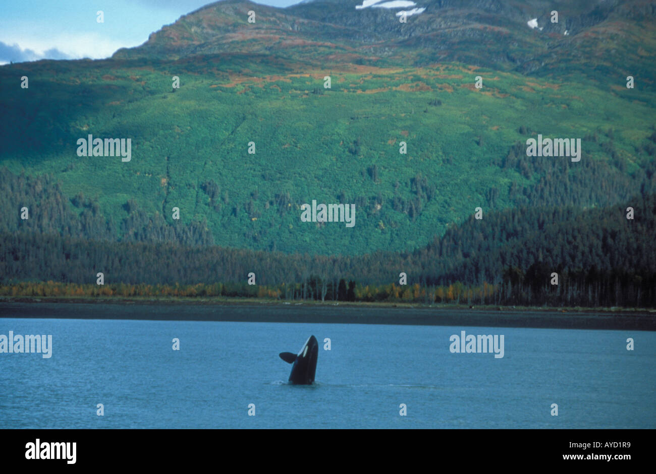 Orca Orcinus orca spyhopping Kachemak Bay Cook Inlet Alaska Stock Photo ...