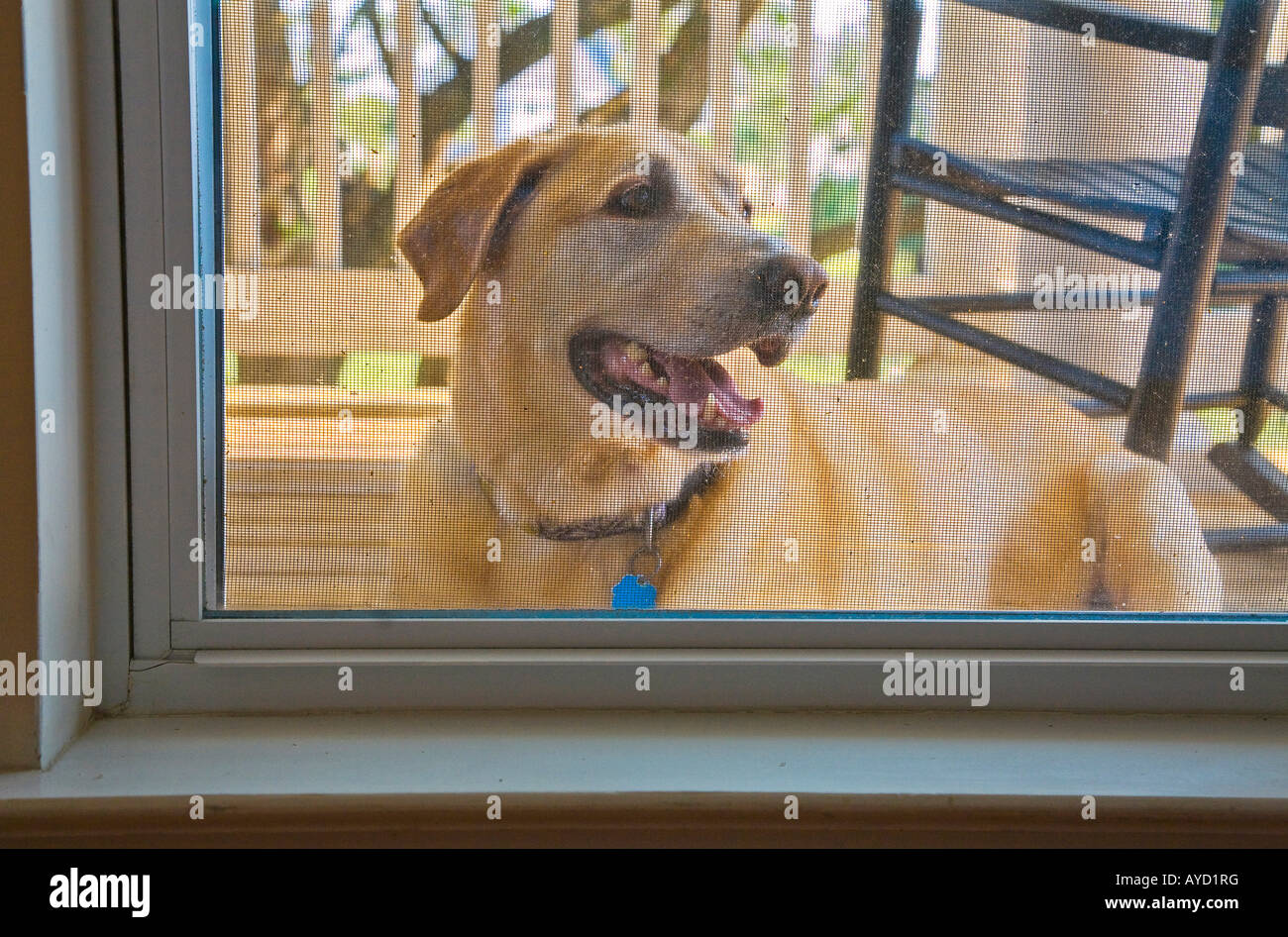 Yellow labrador retriever sitting on a porch, looking into his owner's ...