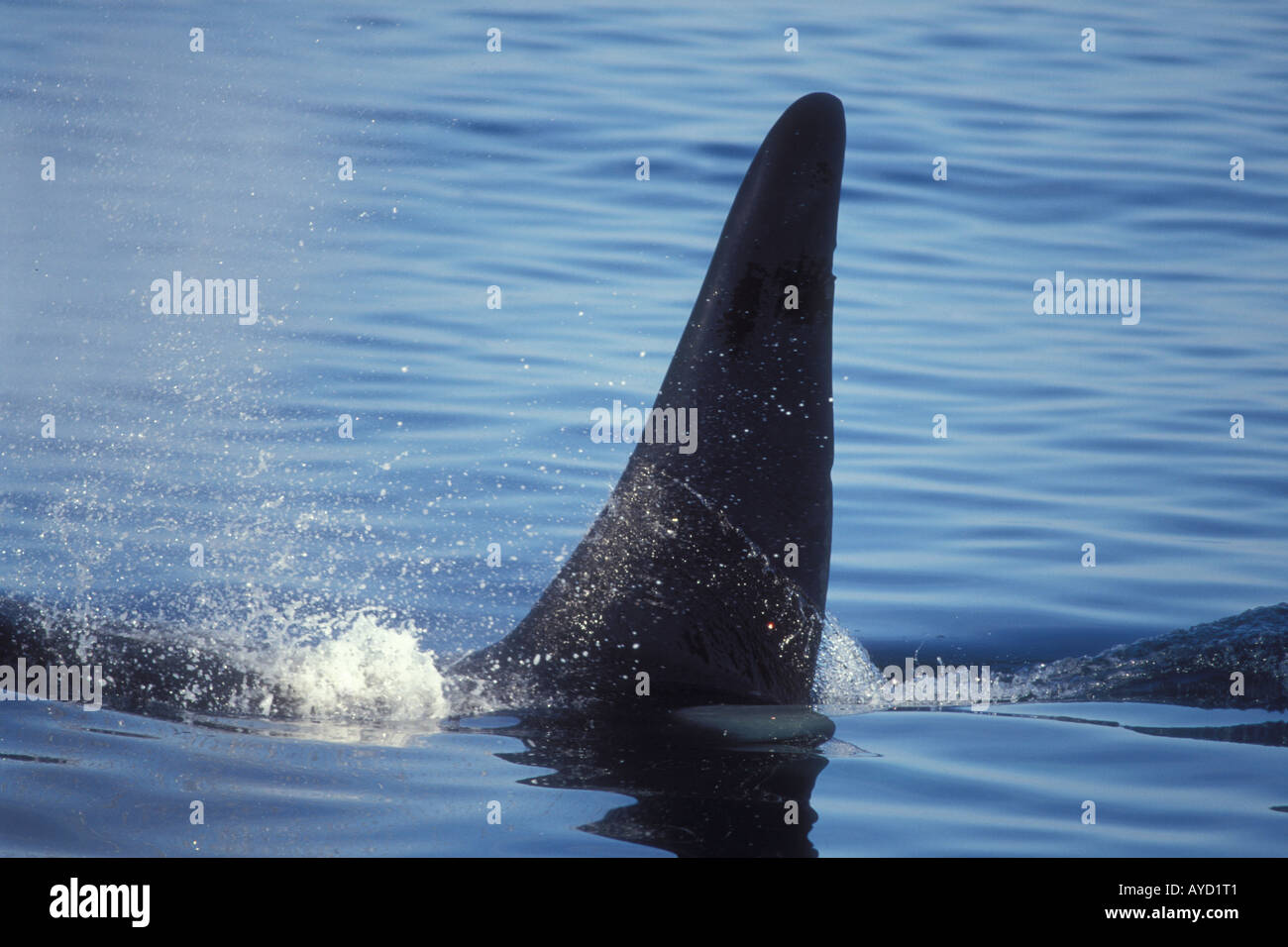 Dorsal fin of Ocincus orca diving Prince William Sozund Alaska Stock ...