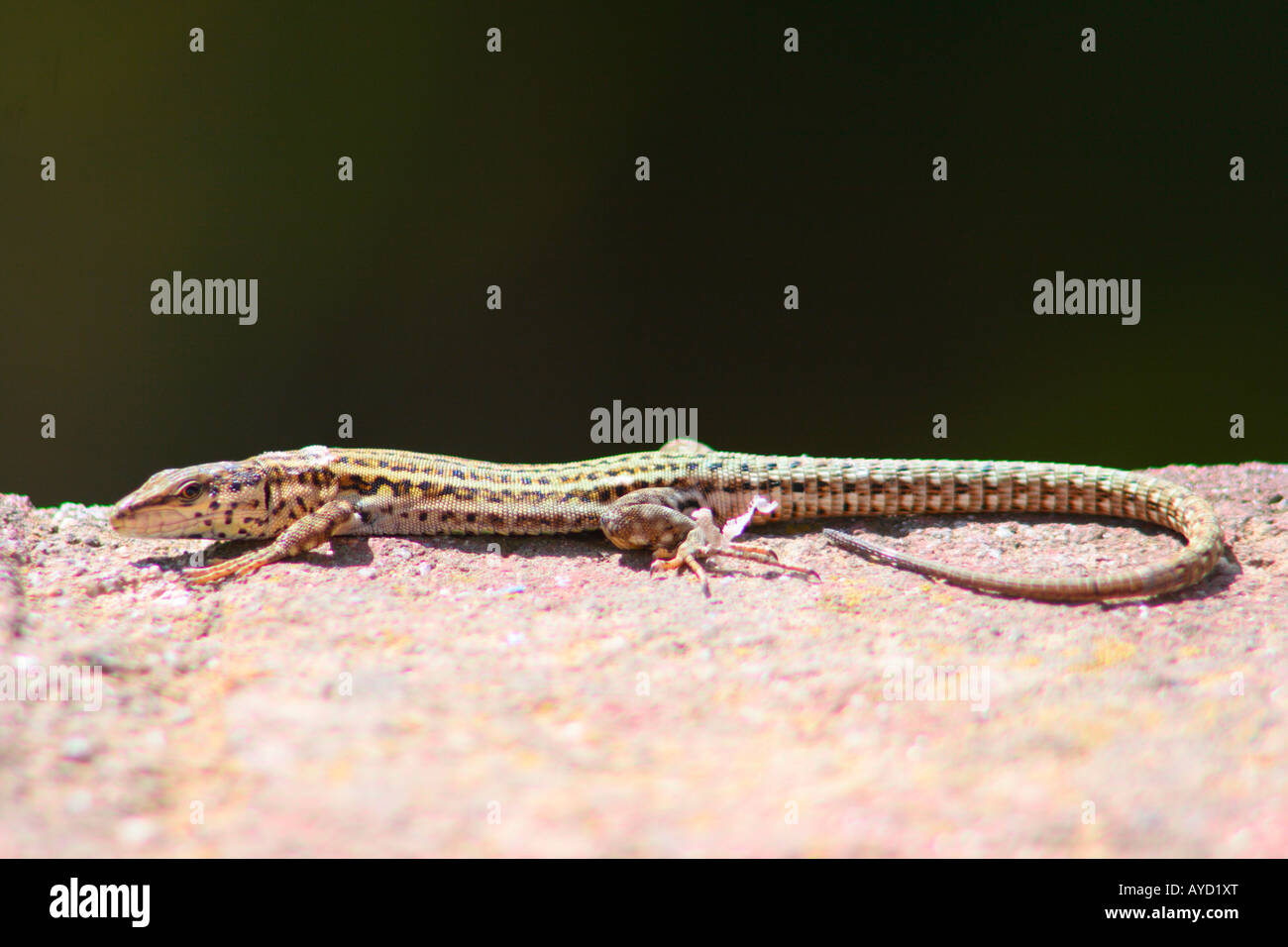 Common Wall Lizard, Podarcis muralis Stock Photo - Alamy