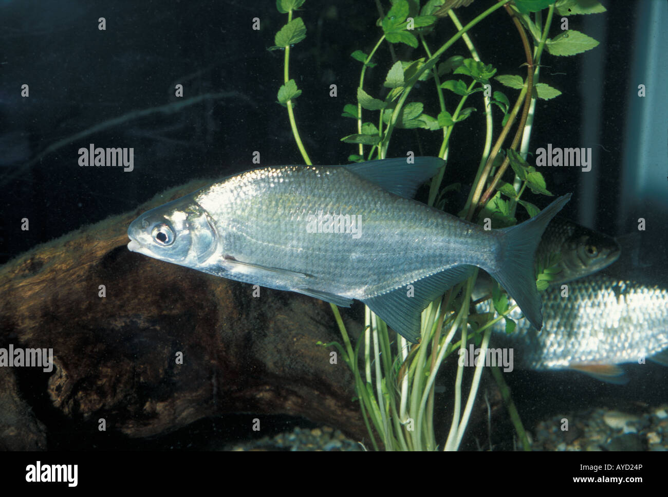 Abramis brama, common bream, freshwater fish, Ciprinidae, Europe Stock ...