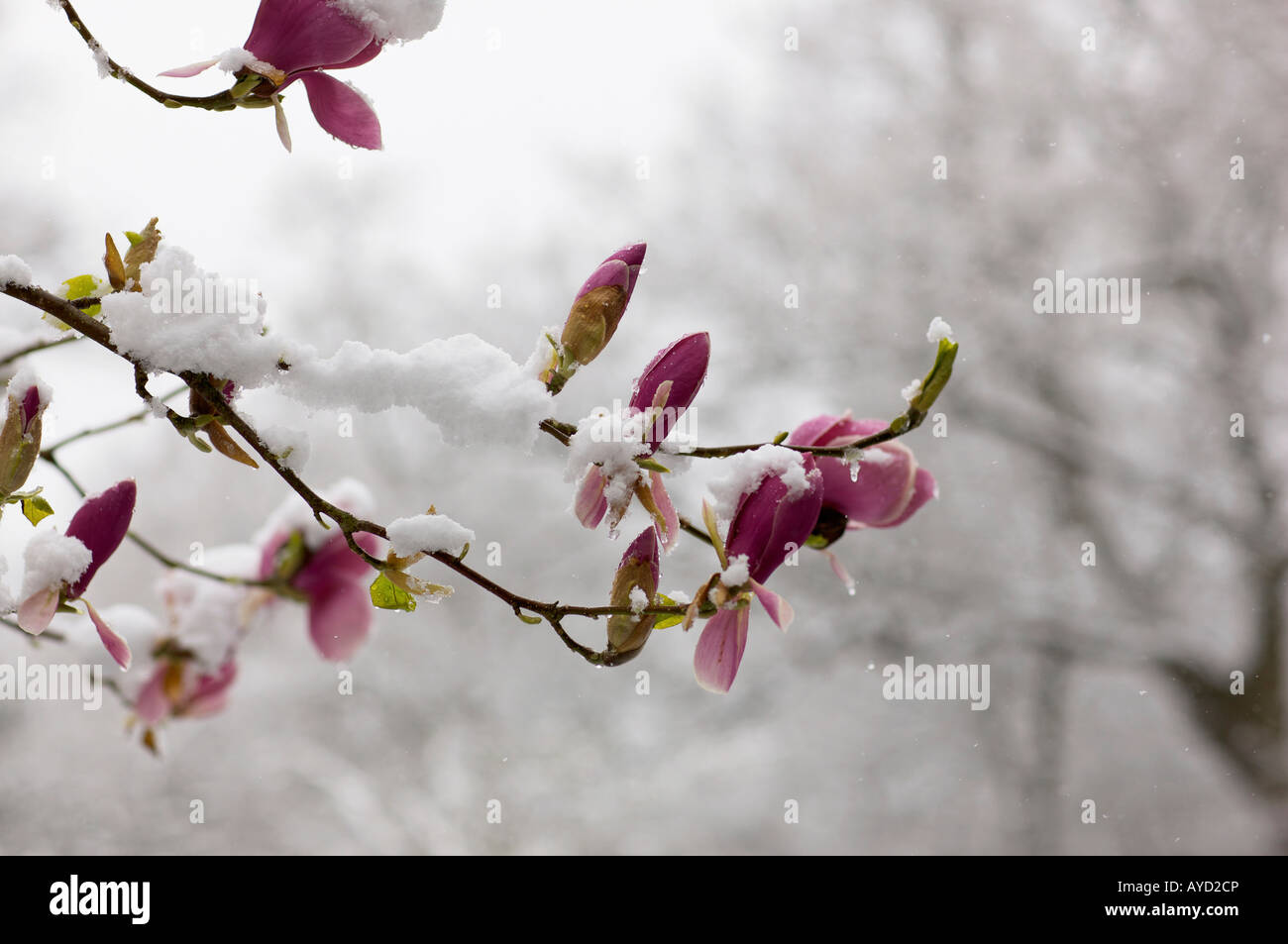 Pink Magnolia flowers covered in early Spring snow Stock Photo - Alamy