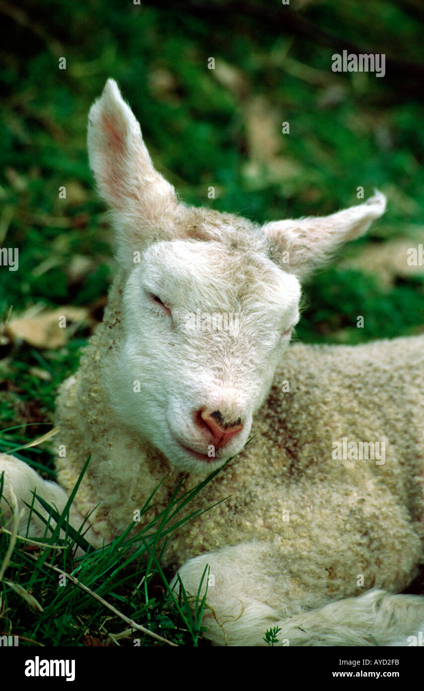 Sheep are sleeping hi-res stock photography and images - Alamy