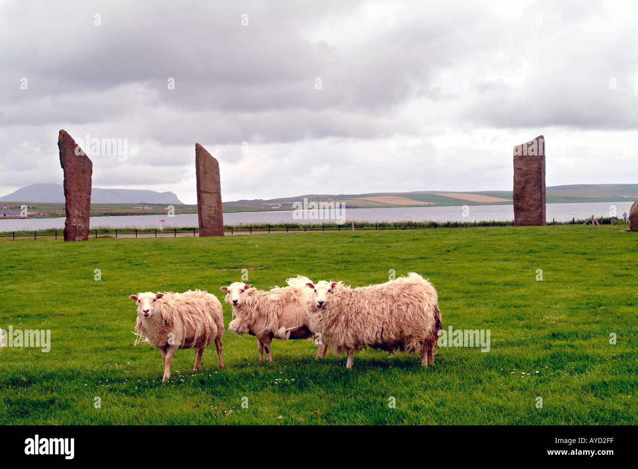 Neolithic standing stones of Stenness Orkney Scotland Stock Photo - Alamy
