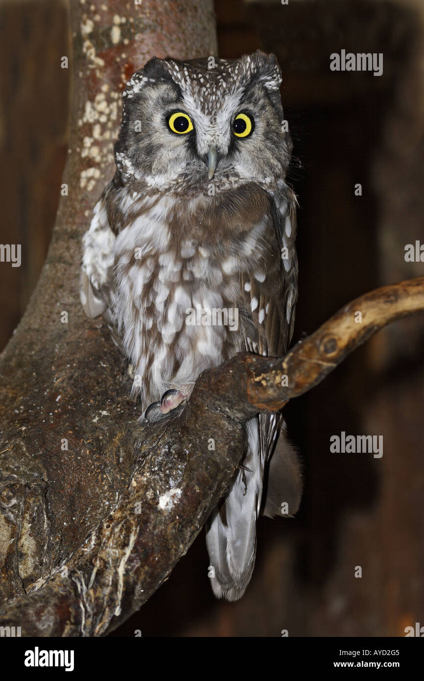 Rauhfusskauz, Aegolius funereus Stock Photo - Alamy