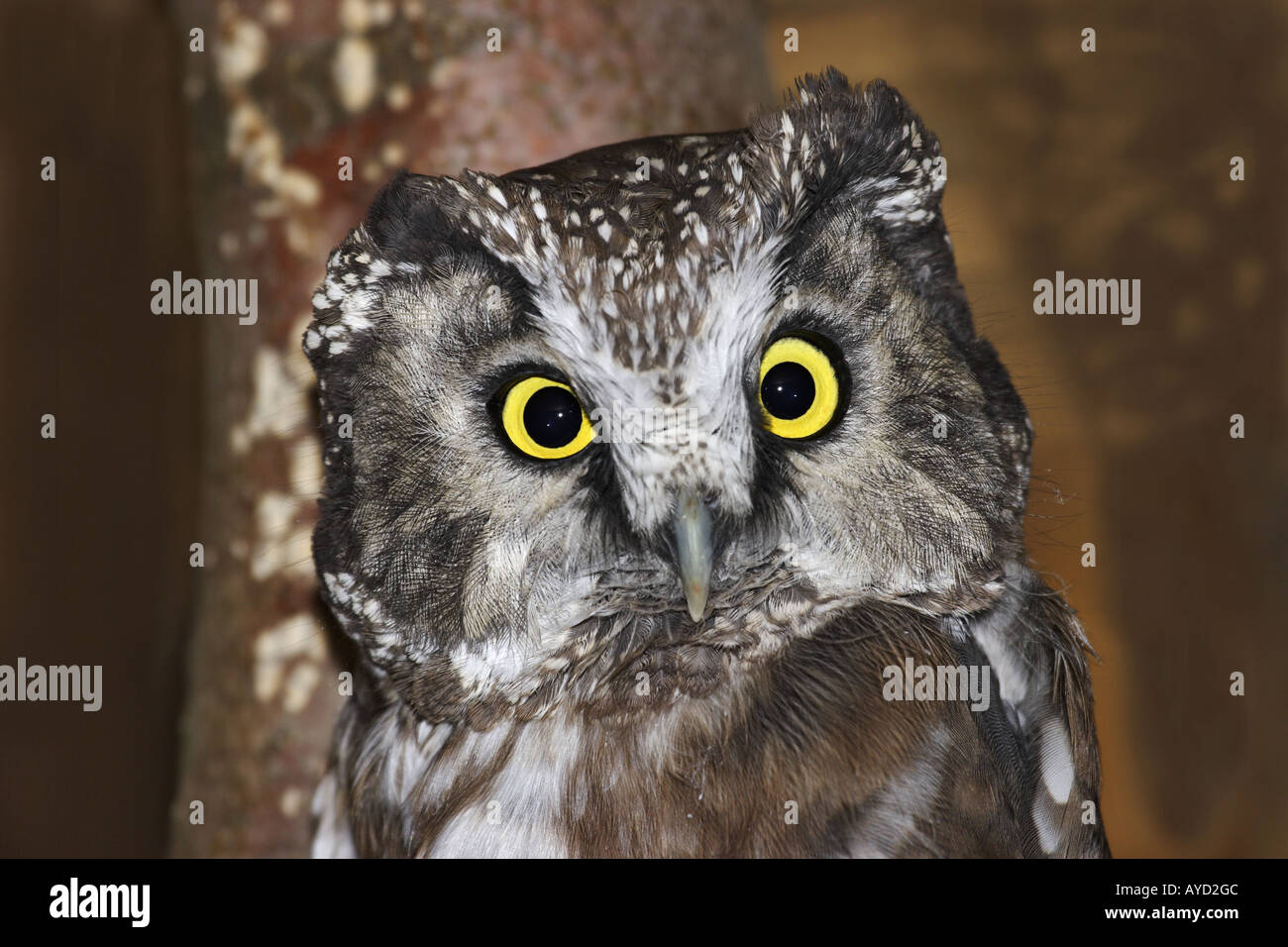 Rauhfusskauz, Aegolius funereus Stock Photo - Alamy