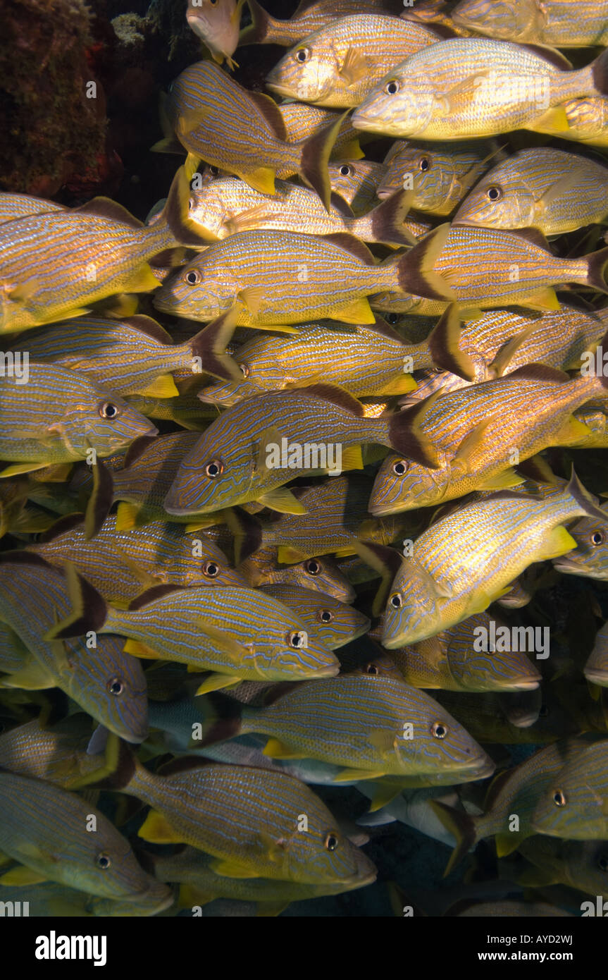 A school of Bluestriped grunts gathers together for protection from ...