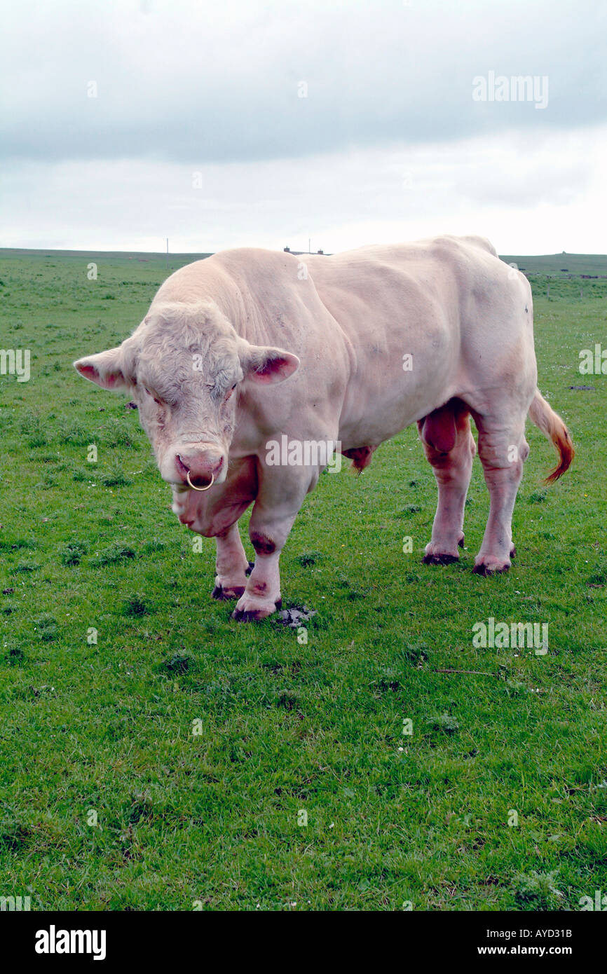 Orkey hi-res stock photography and images - Alamy