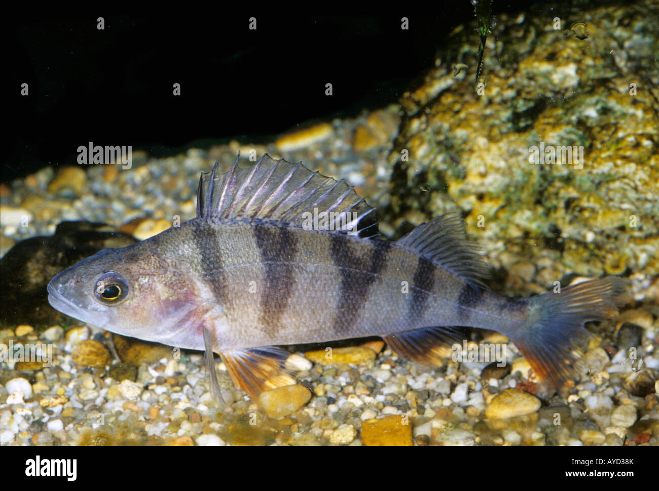 European perch, redfin perch, Perca fluvialitis Stock Photo - Alamy