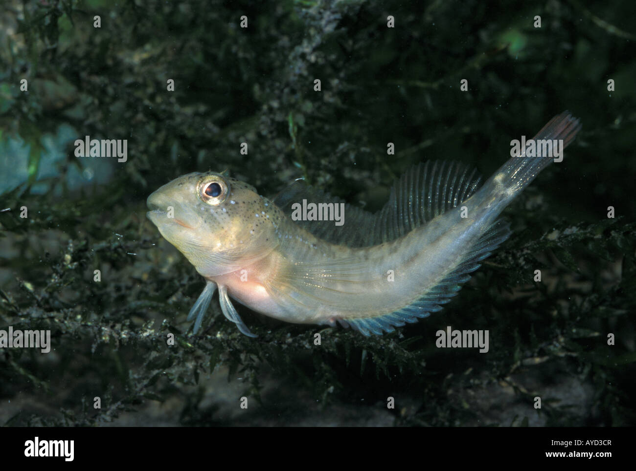 Freshwater blenny salaria fluviatilis hi-res stock photography and ...