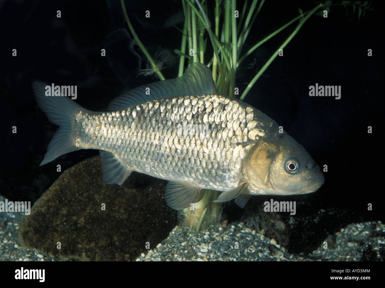 Carassius carassius, freshwater fish, Ciprinidae, Europe Stock Photo ...
