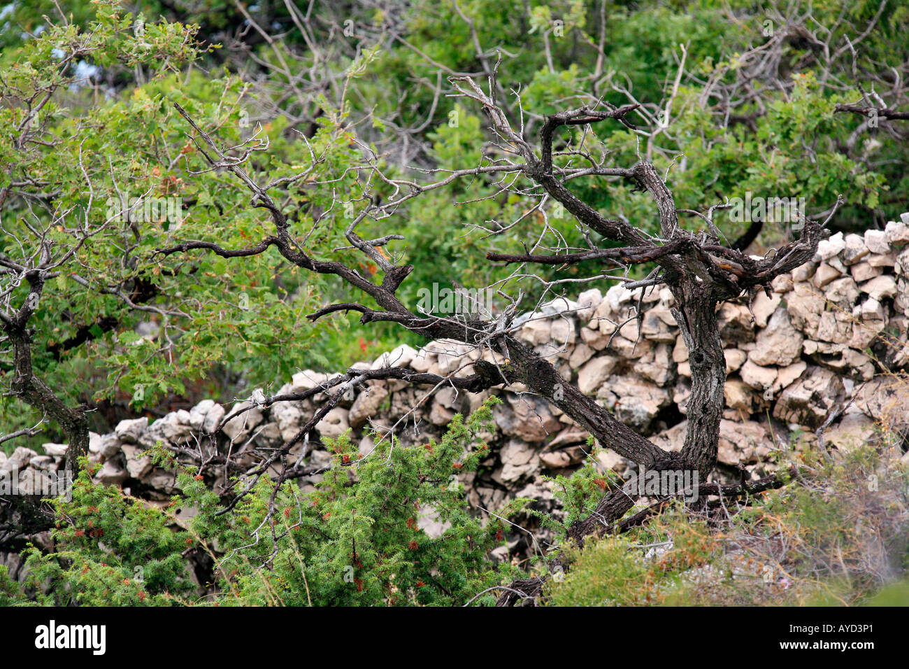 Old wizened tree and dry stone wall on Krk island, Croatia Stock Photo ...