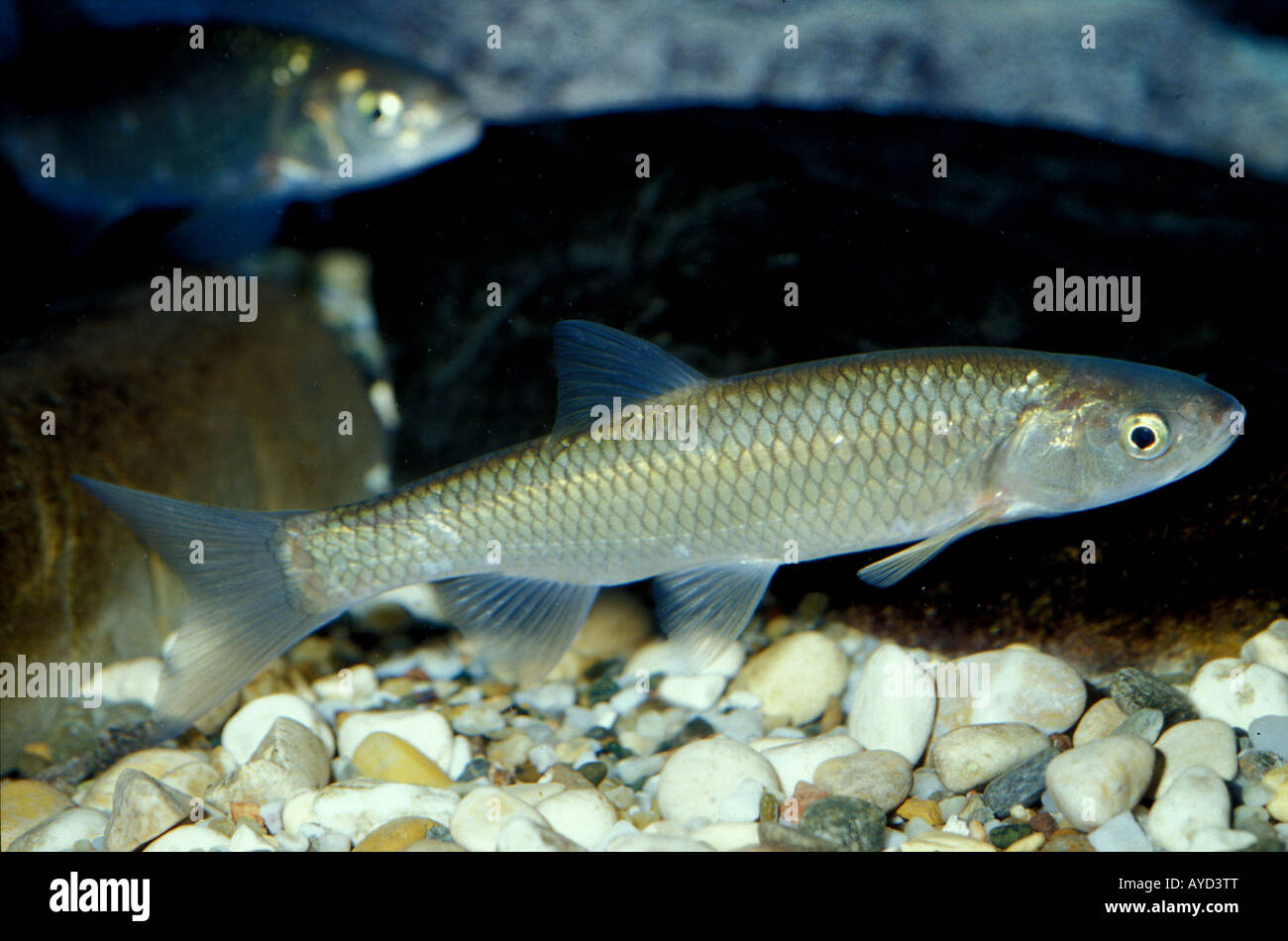 Carpfishes hi-res stock photography and images - Alamy