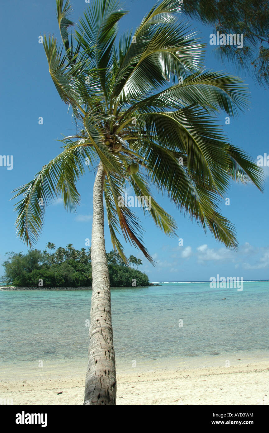 Coconut Palm tree at the side of Muri Lagoon, Rarotonga, The Cook ...