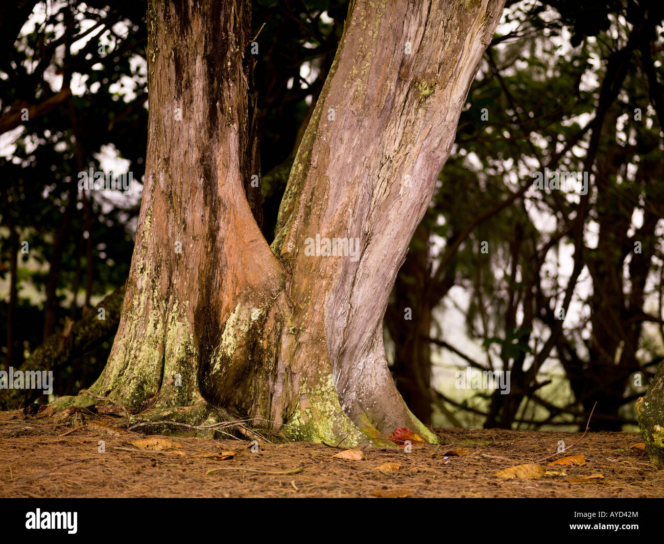 Base of a tree trunk Stock Photo - Alamy