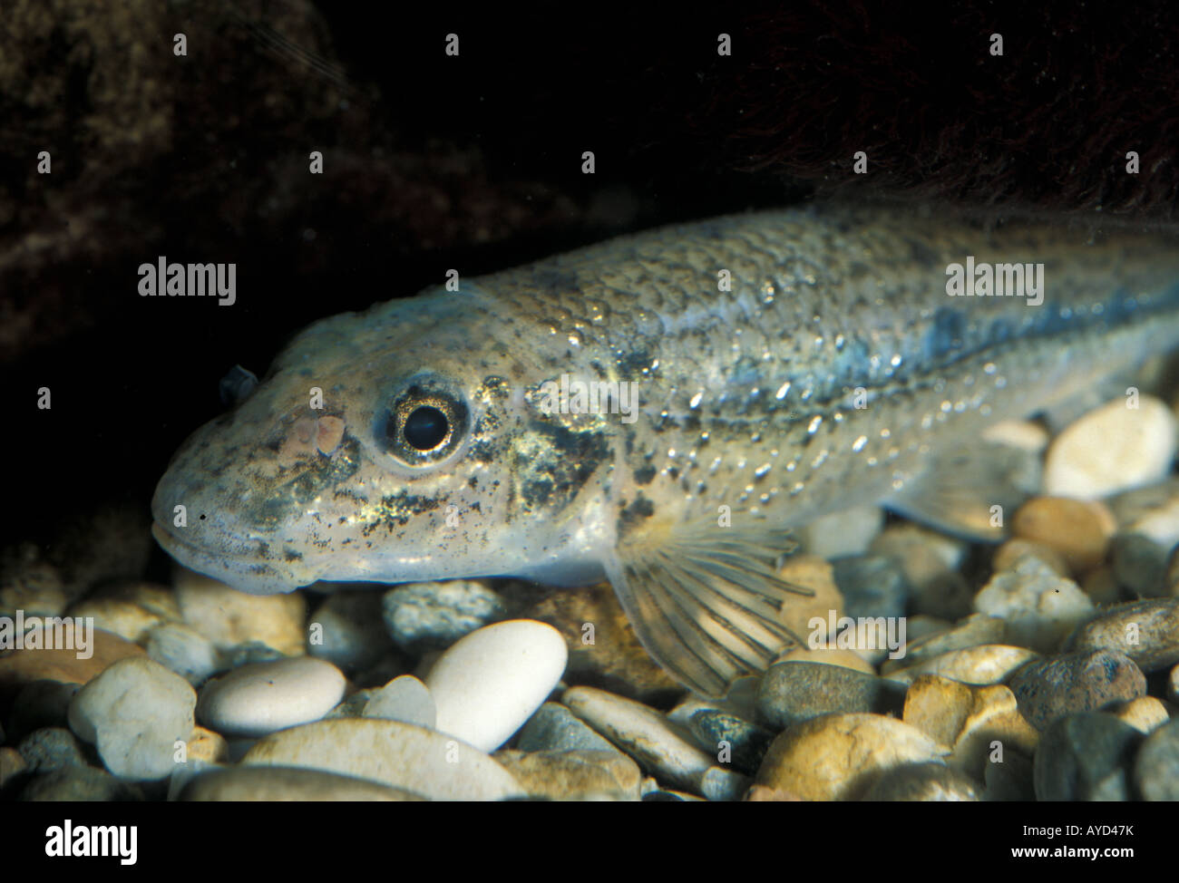 Gobio gobio, Ciprinidae, freshwater fish, Italy Stock Photo - Alamy