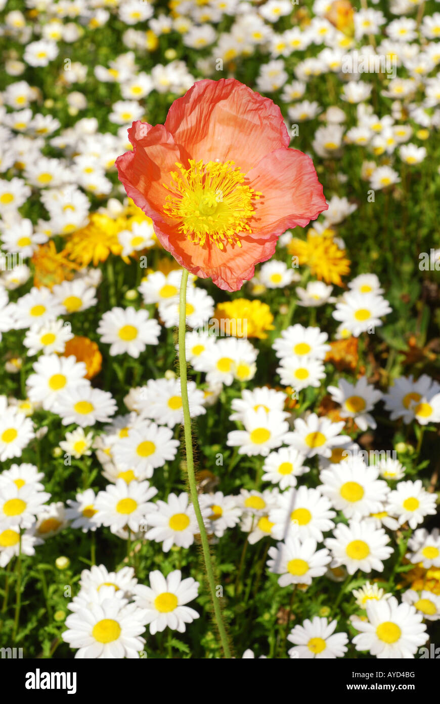 Pink poppy Papaver bracteatum rises above a field of white daisies ...