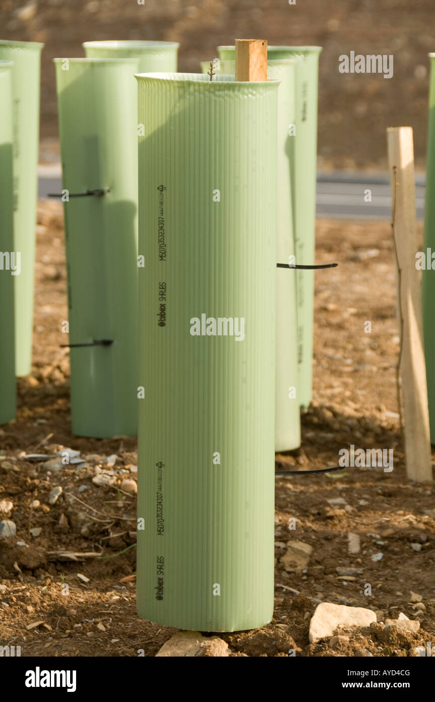 Young tree with a tree protection tube hi-res stock photography and ...