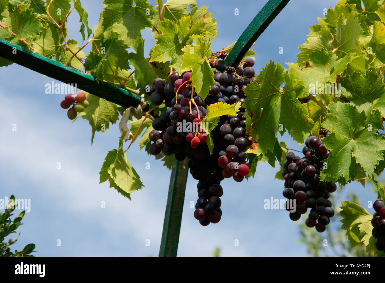 Black grapes on a grapevine in the Languedoc Roussillon region of the ...