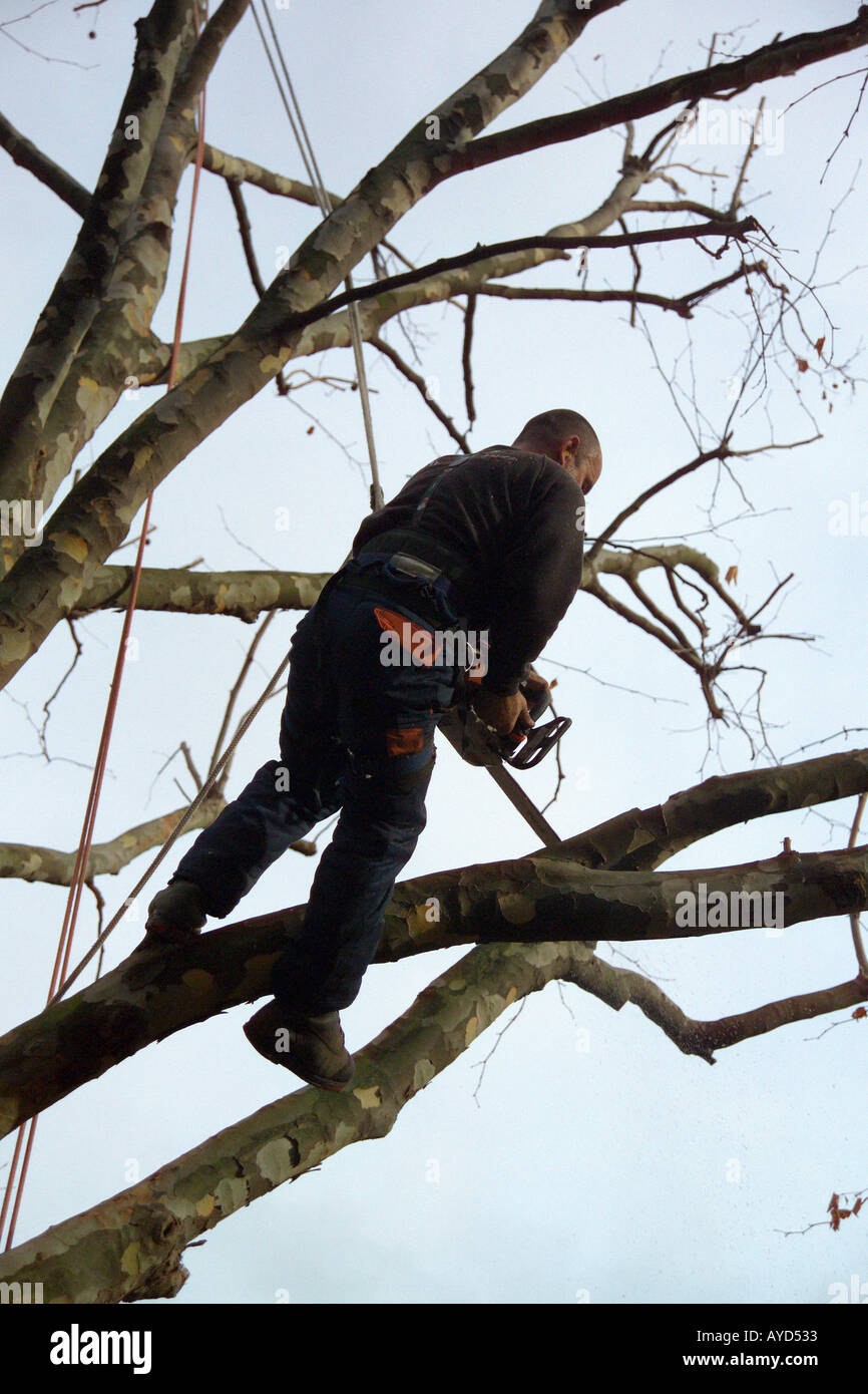Tree surgeon trimming a tree Stock Photo - Alamy