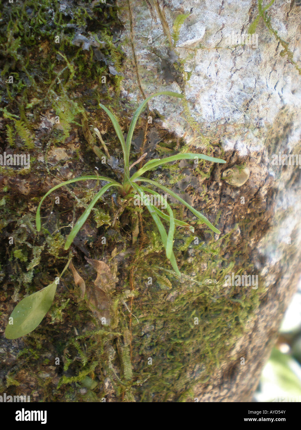 Epiphyte hi-res stock photography and images - Alamy