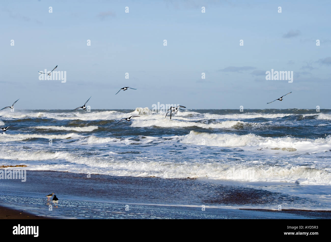 Joss bay kent surfing hi-res stock photography and images - Alamy