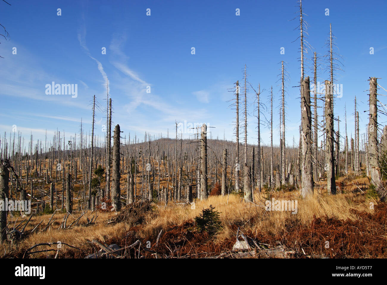 Dead Trees, Dead Forest, Waldsterben Stock Photo - Alamy