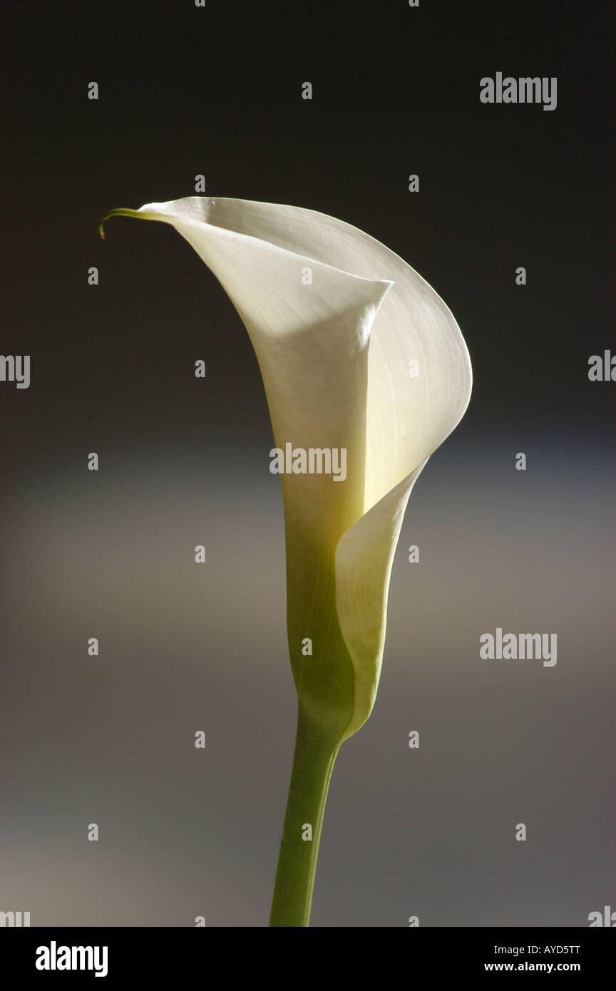 Calla calle flower hi-res stock photography and images - Alamy