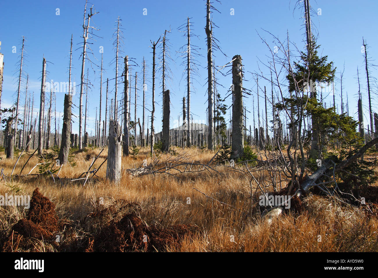 Acid rain forest hi-res stock photography and images - Alamy