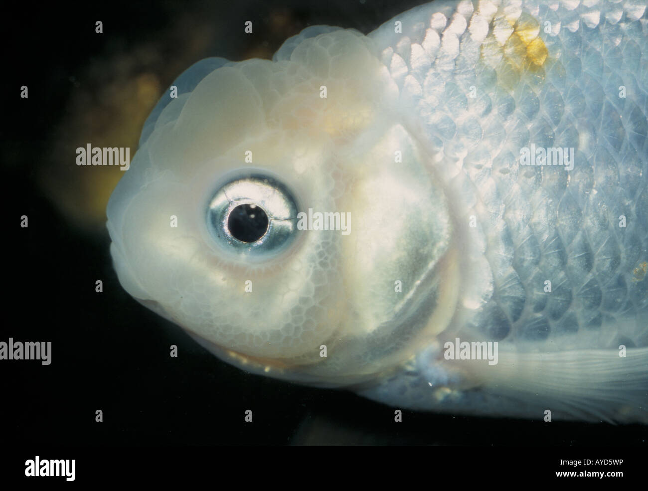 Goldfish, Carassius, auratus, freshwater, fish, Ciprinidae Stock Photo ...