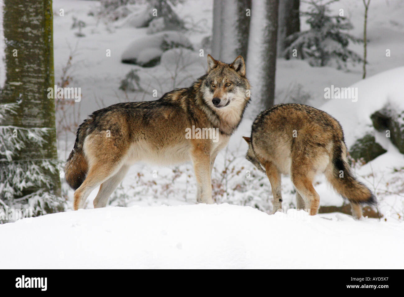 Wolf, Canis lupus Stock Photo - Alamy