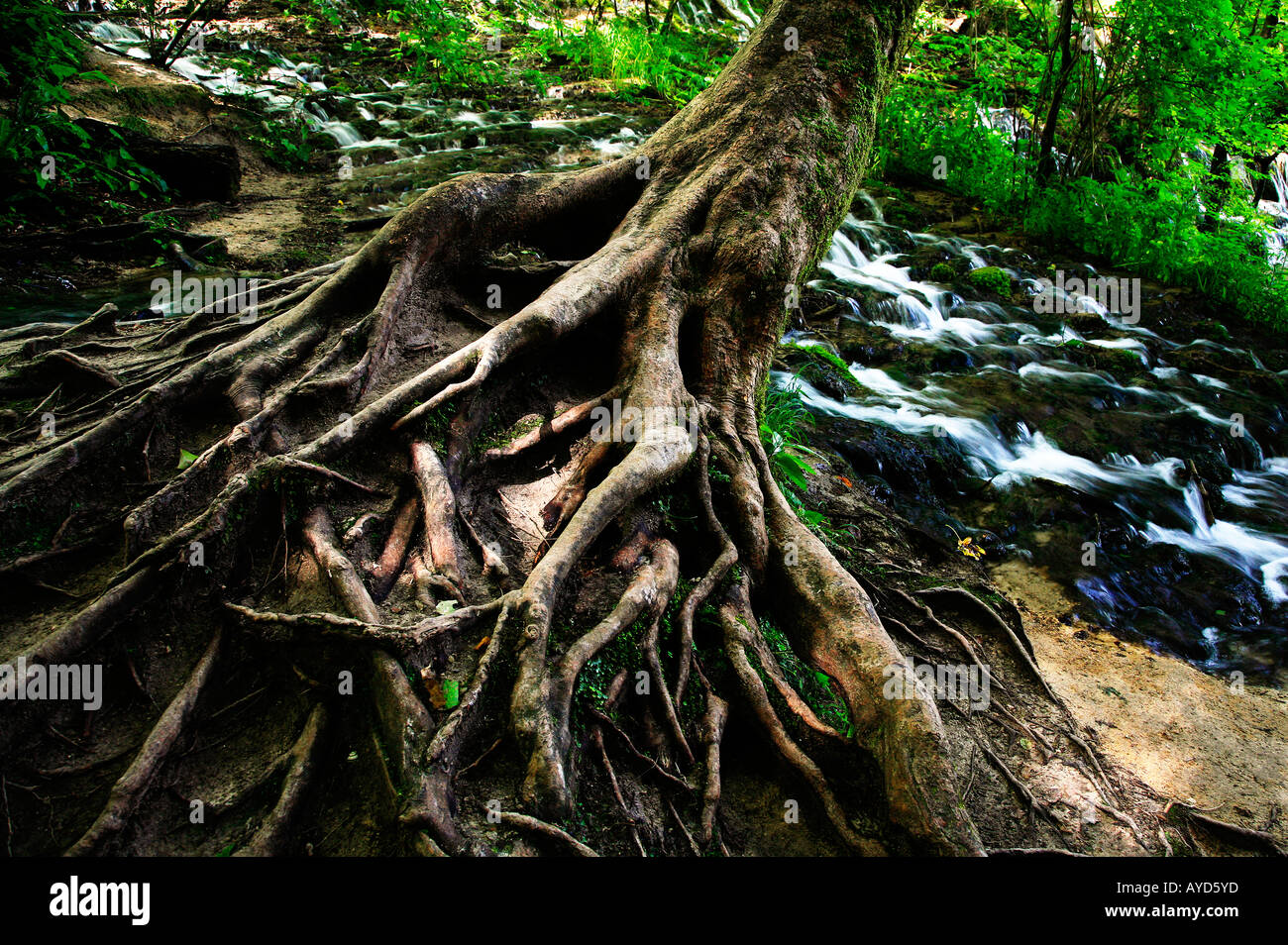 Tree roots in Plitvice Lakes National Park, Croatia Stock Photo - Alamy