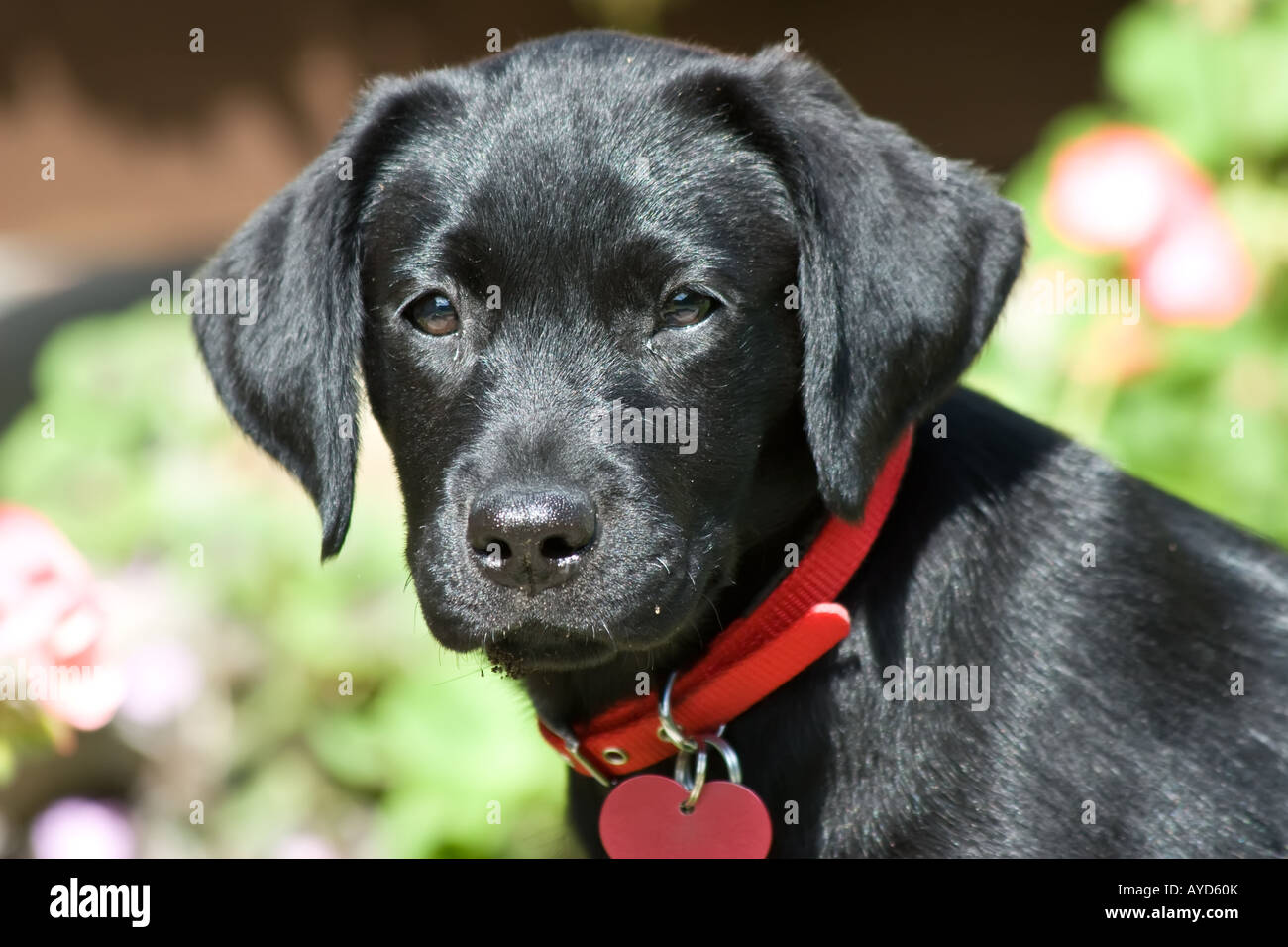 Cute black Labrador puppy dog Stock Photo - Alamy