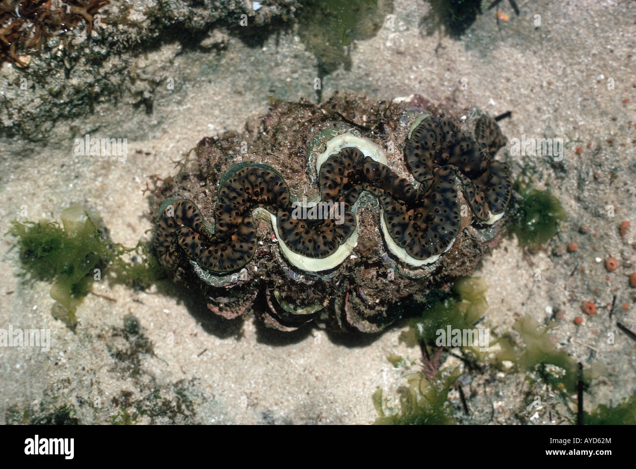 Giant clam Tridacna gigas off reef Mombasa Kenya Stock Photo - Alamy