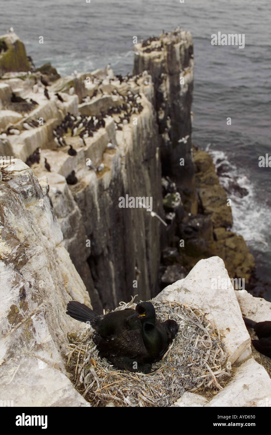 Nesting European shag with young with rocky cliff background with other ...