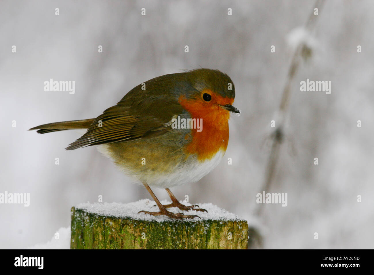 Robin on fence post in winter Stock Photo - Alamy