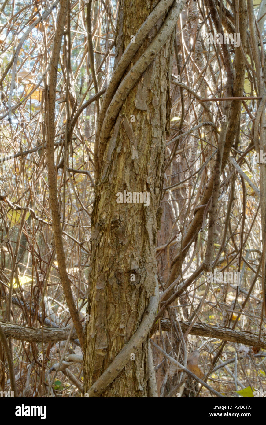 Vines wrapped around tree hi-res stock photography and images - Alamy