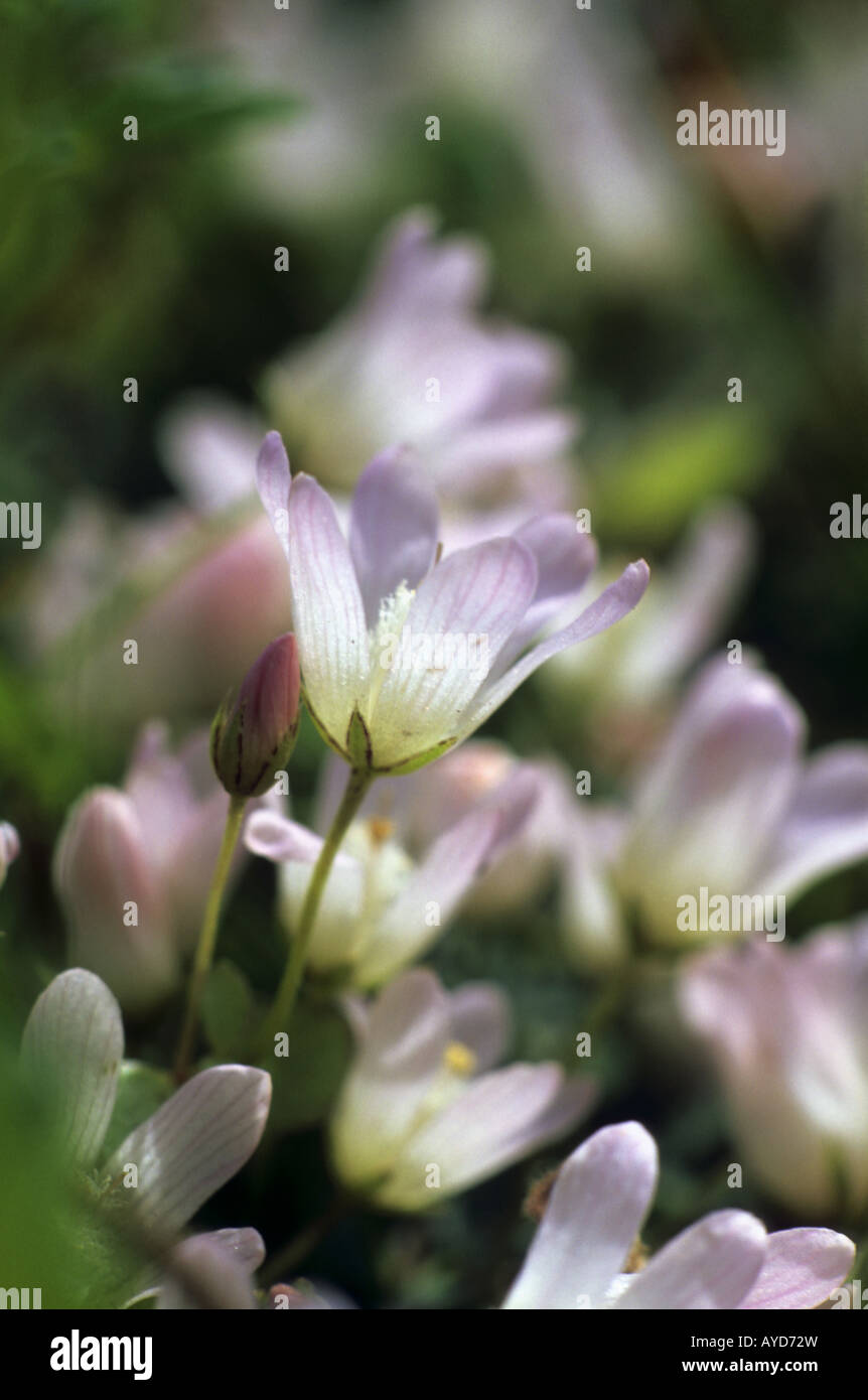 bog pimpernel Anagallis tenella Stock Photo - Alamy