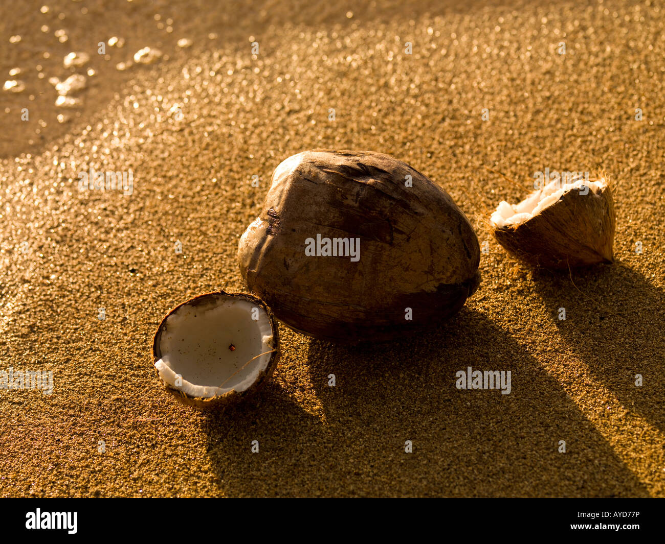 Coconut on beach sand Stock Photo - Alamy