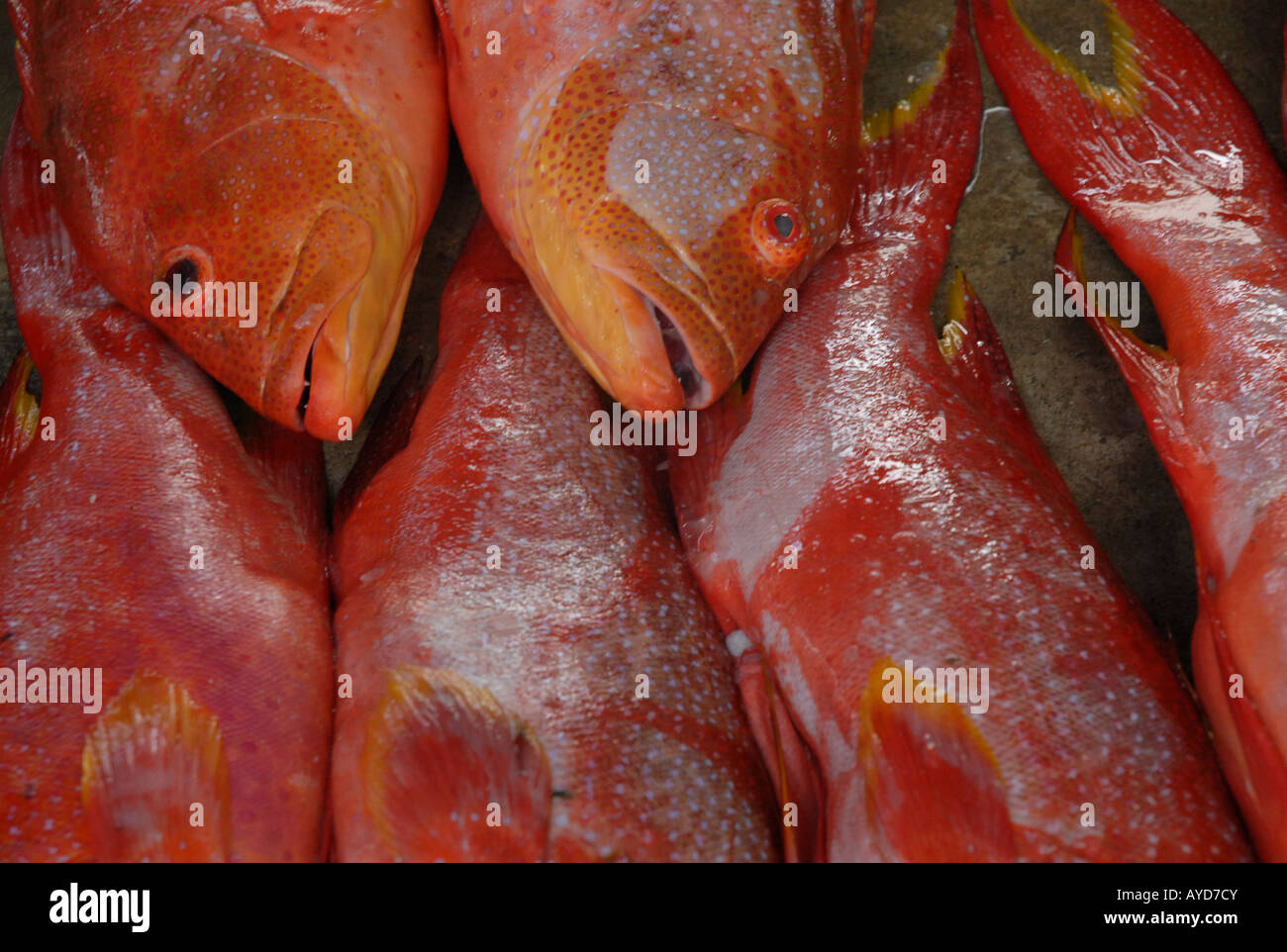 Victoria fish market mahe island hi-res stock photography and images ...
