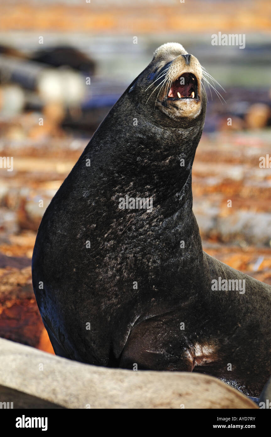 Steller Sea Lion - Eumetopias Jubatus British Columbia Canada Stock ...